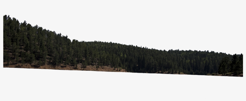 Shortleaf Black Spruce PNG Image | Transparent PNG Free Download on SeekPNG