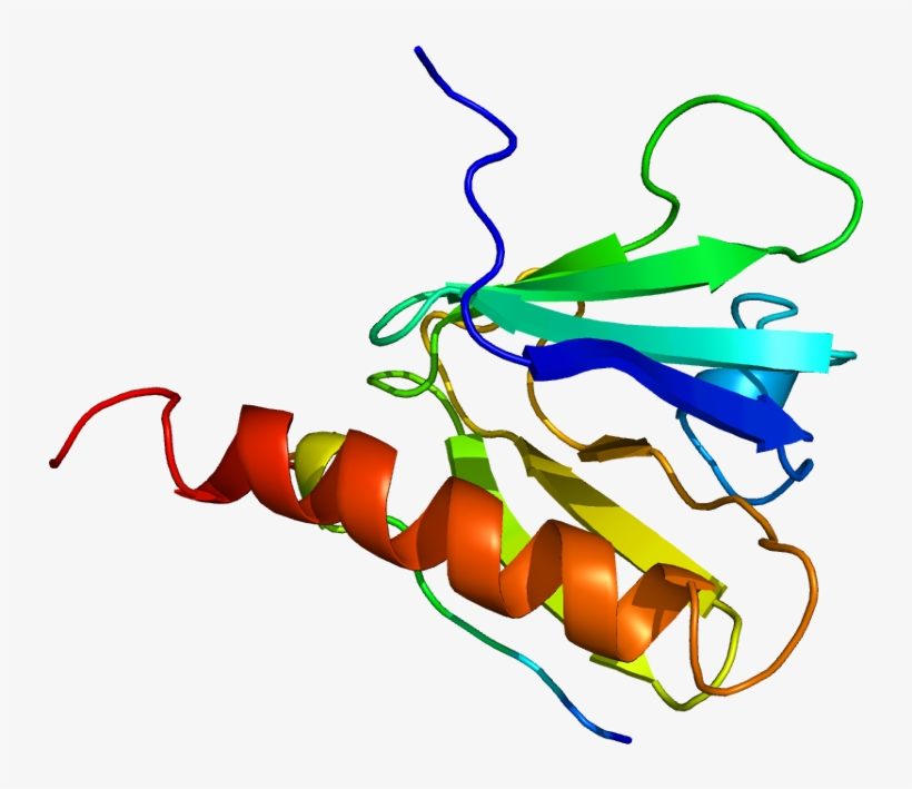 Irs 1 Protein PNG Image | Transparent PNG Free Download on SeekPNG