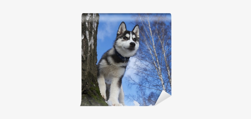 Siberian Husky PNG Image | Transparent PNG Free Download on SeekPNG