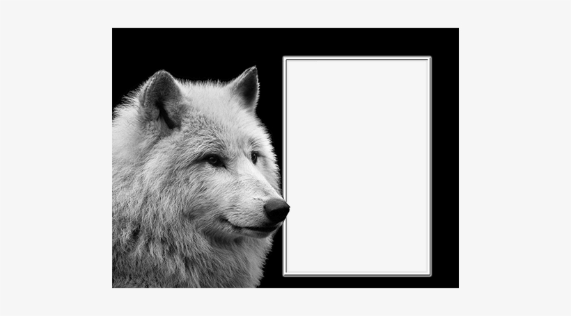 Frame With A White Wolf - Picture Frame PNG Image | Transparent PNG ...