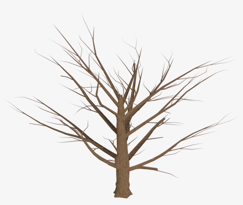 Descargar - Ramas Arbol Png PNG Image | Transparent PNG Free Download ...