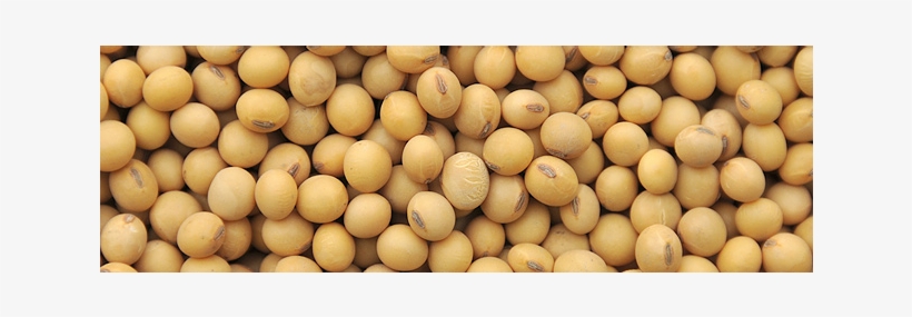 Soybean PNG Image | Transparent PNG Free Download on SeekPNG