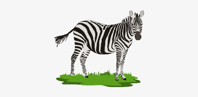 Zebra - Zebra Clip Art Transparent PNG Image | Transparent PNG Free ...