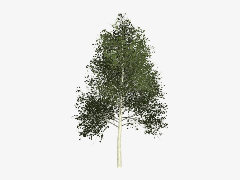 Download Aspen Tree Transparent Background | Transparent PNG Download ...