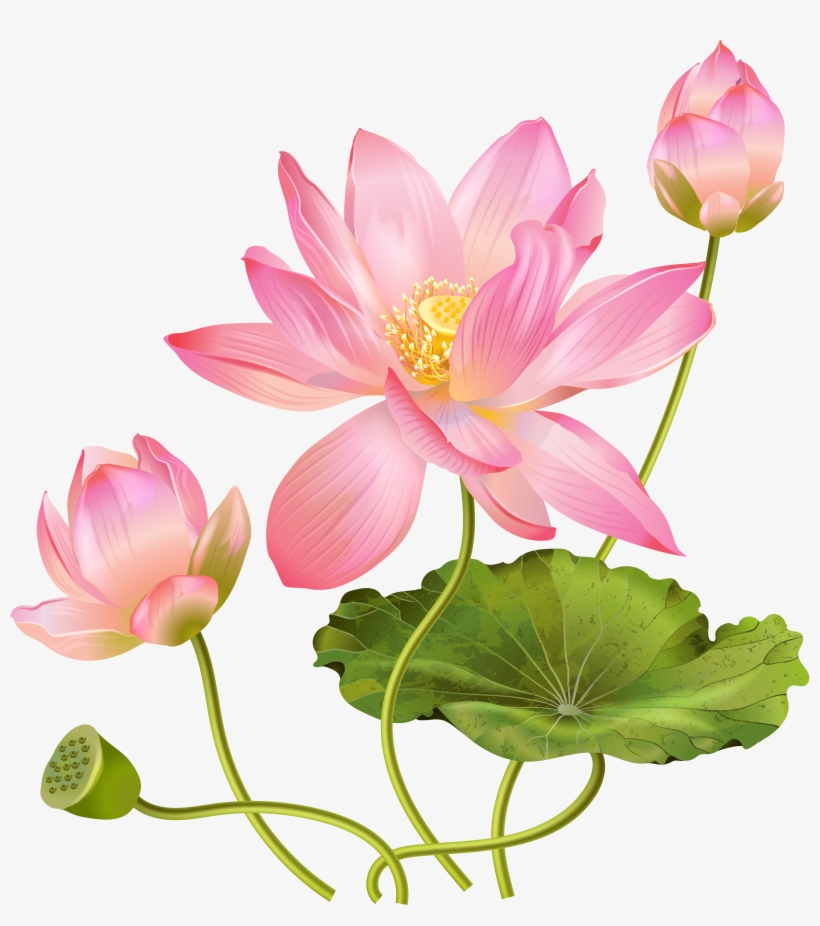 Lotus Clipart Watercolor - Lotus Realistic PNG Image | Transparent PNG ...