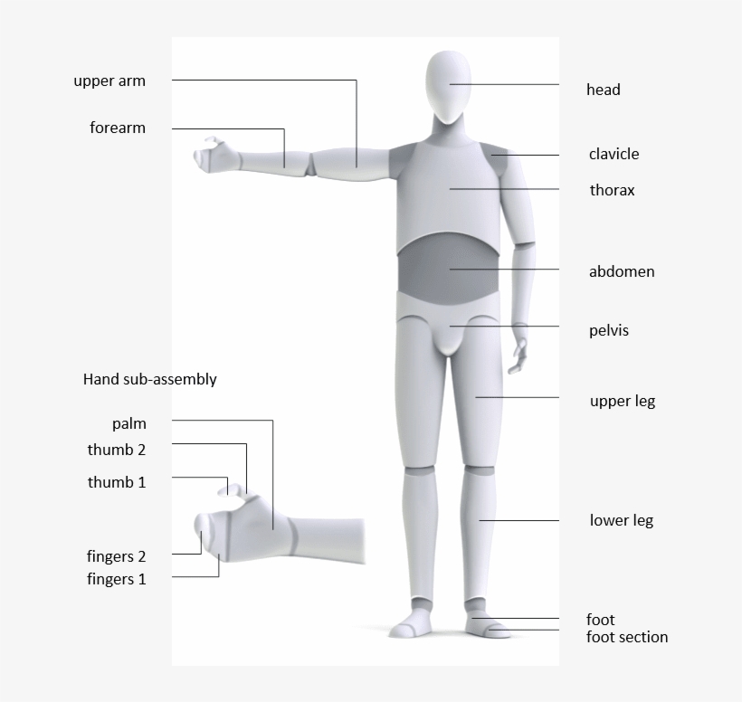 Bodyparts - Standing PNG Image | Transparent PNG Free Download on SeekPNG