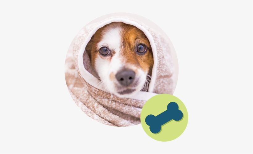 Dog Wrapped Up In A Towel - Dog PNG Image | Transparent PNG Free ...