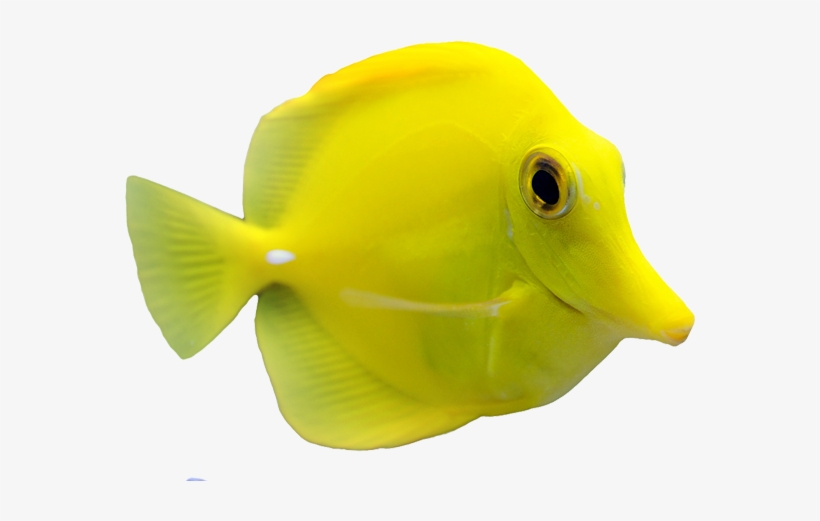 Boulder's Best Corals And Invertebrates - Coral Reef Fish PNG Image ...