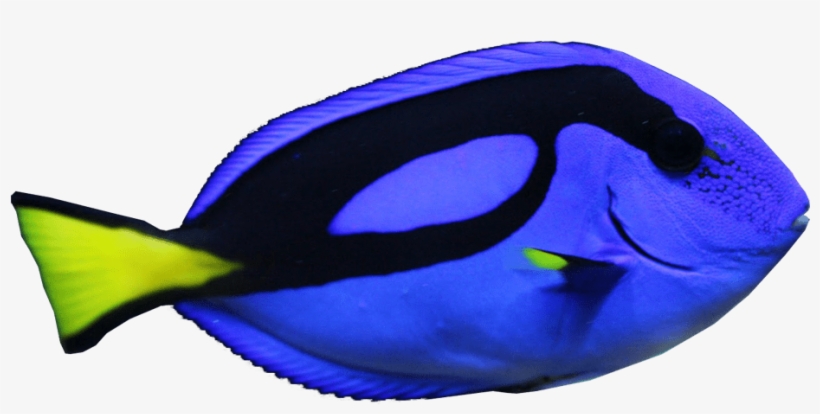Blue Tang Fish Png PNG Image | Transparent PNG Free Download on SeekPNG