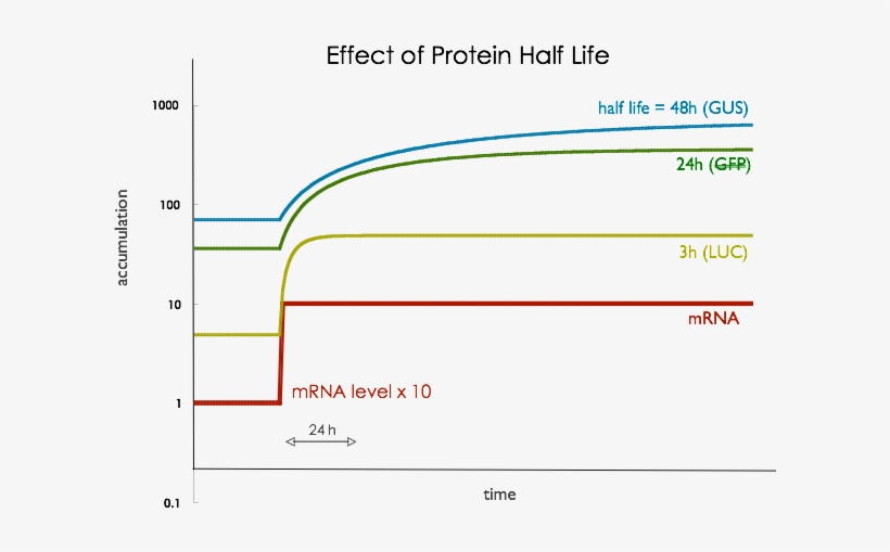 How Does Half Life Of Reporter Proteins Influence Transcriptional ...