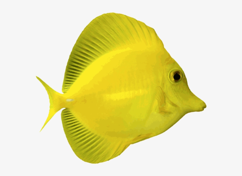 Angelfish Png Free Download - Fish With Transparent Background PNG ...