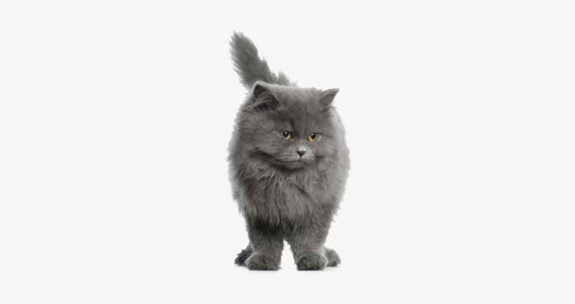 Cat - Cat Grey Png PNG Image | Transparent PNG Free Download on SeekPNG