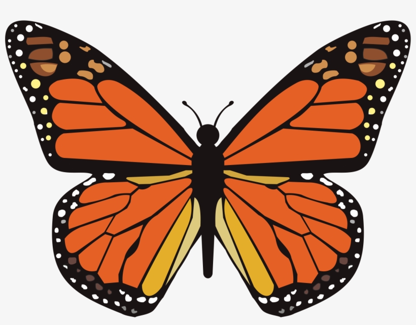 Monarch Butterfly PNG Image | Transparent PNG Free Download on SeekPNG