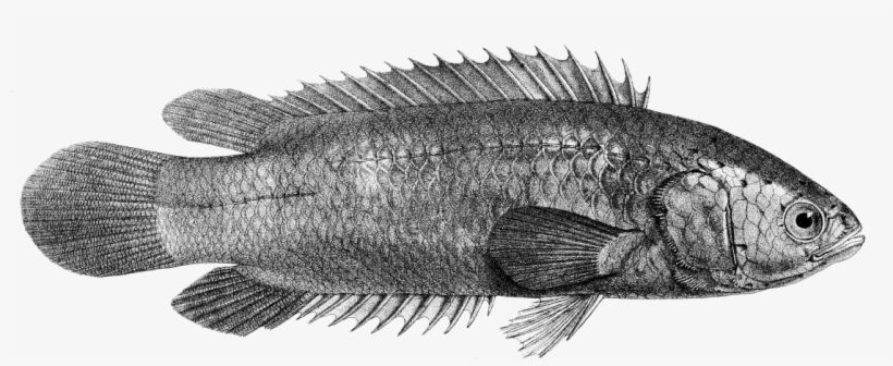 Anabas Testudineus PNG Image | Transparent PNG Free Download on SeekPNG