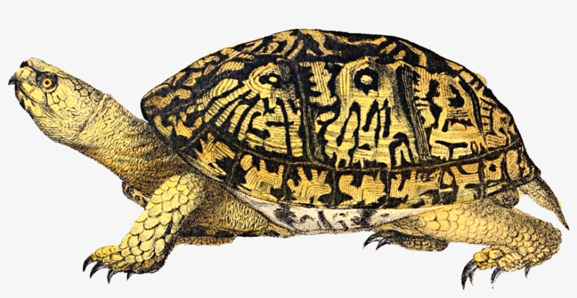 Box Turtle Png Image - Cafepress Shell Shock !! Iphone 5 Tough Case PNG ...