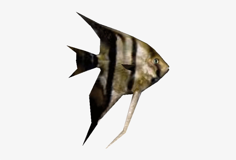 Freshwater Angelfish - Angel Fish Transparent Png PNG Image ...