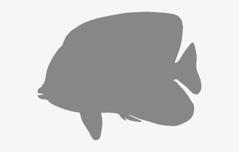 Angelfish - Flatfish PNG Image | Transparent PNG Free Download on SeekPNG