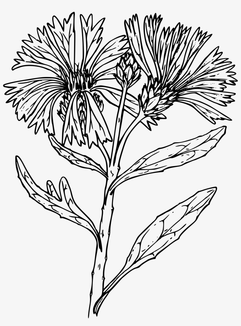 Image Black And White Download Clipart Bachelor S Big - Bachelor Button ...