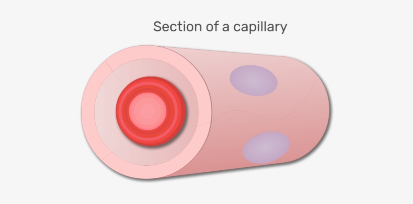 A Red Blood Cell In A Section Of Capillary Animation - Red Blood Cell ...