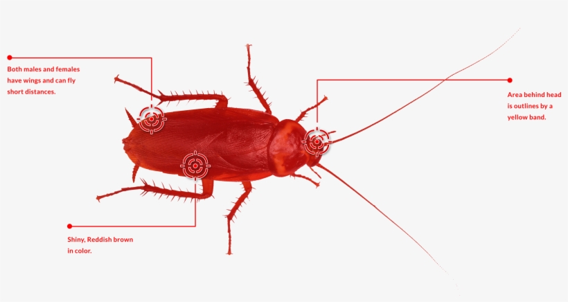 Red Cockroache Red Cockroache - Red Roach PNG Image | Transparent PNG ...