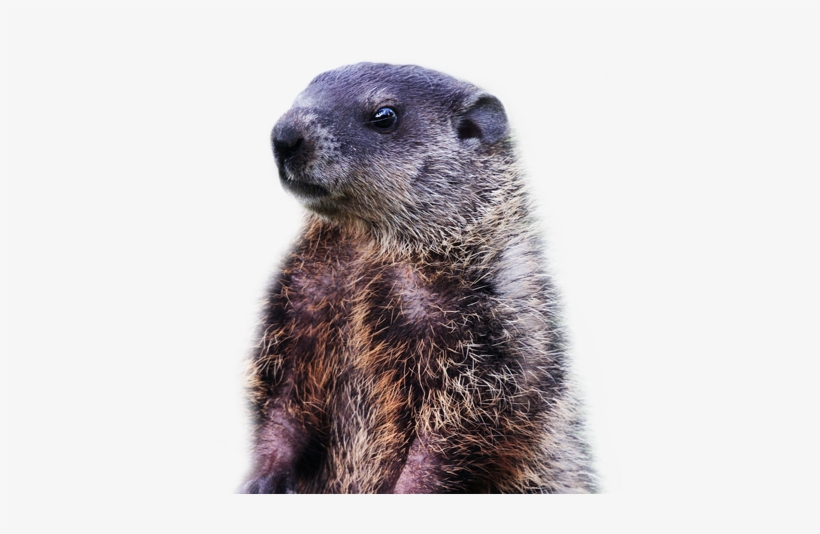 Groundhog Png Hd - Groundhog Png PNG Image | Transparent PNG Free ...