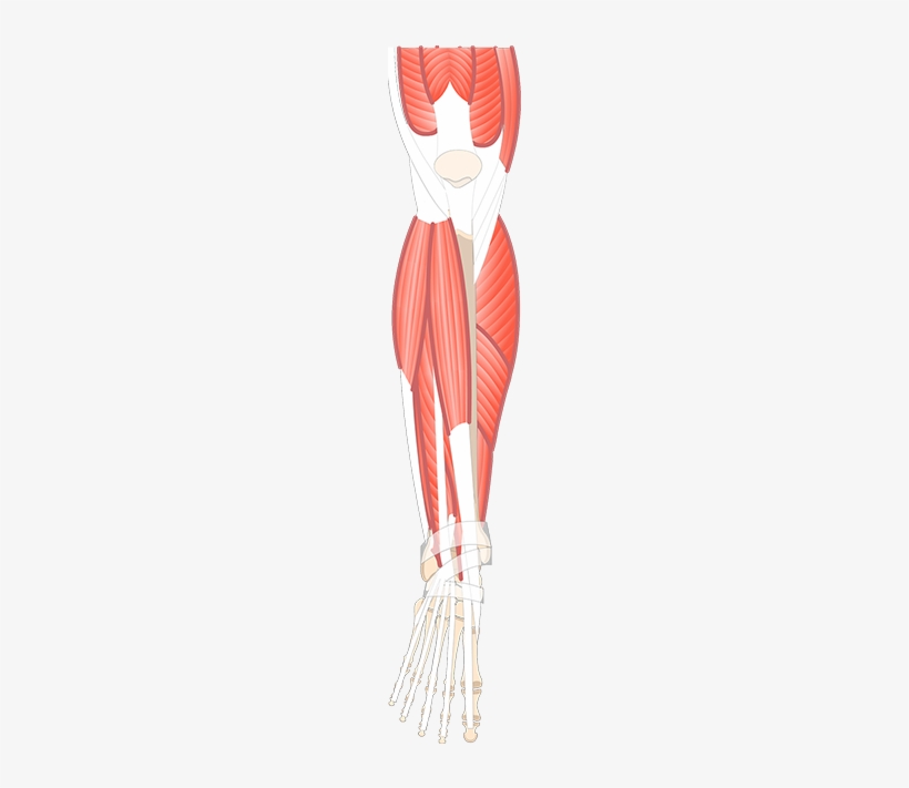 Download Leg Muscle Anatomy Png | Transparent PNG Download | SeekPNG