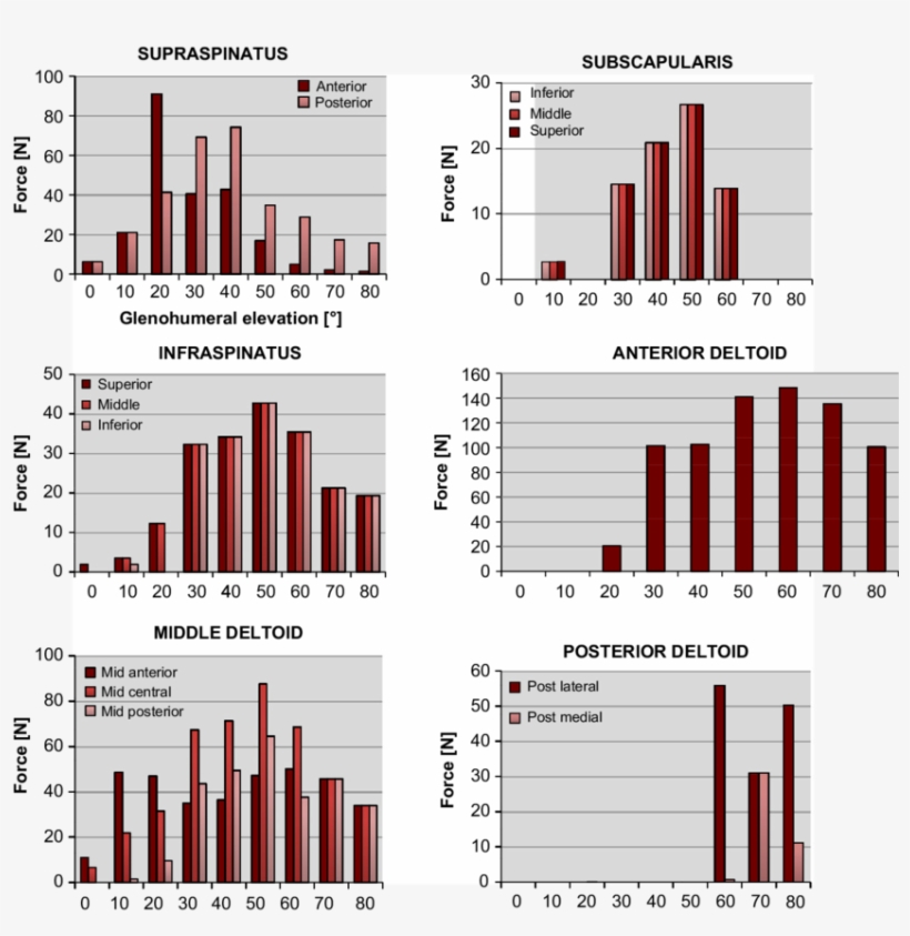 Simulated Muscle Forces Required For Arm Elevation - Muscle PNG Image ...