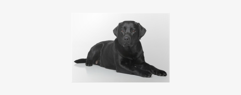 Black Labrador Retriever PNG Image | Transparent PNG Free Download on ...