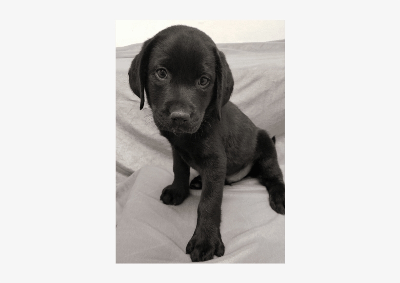 Labrador Retriever - Teacup Labrador PNG Image | Transparent PNG Free ...