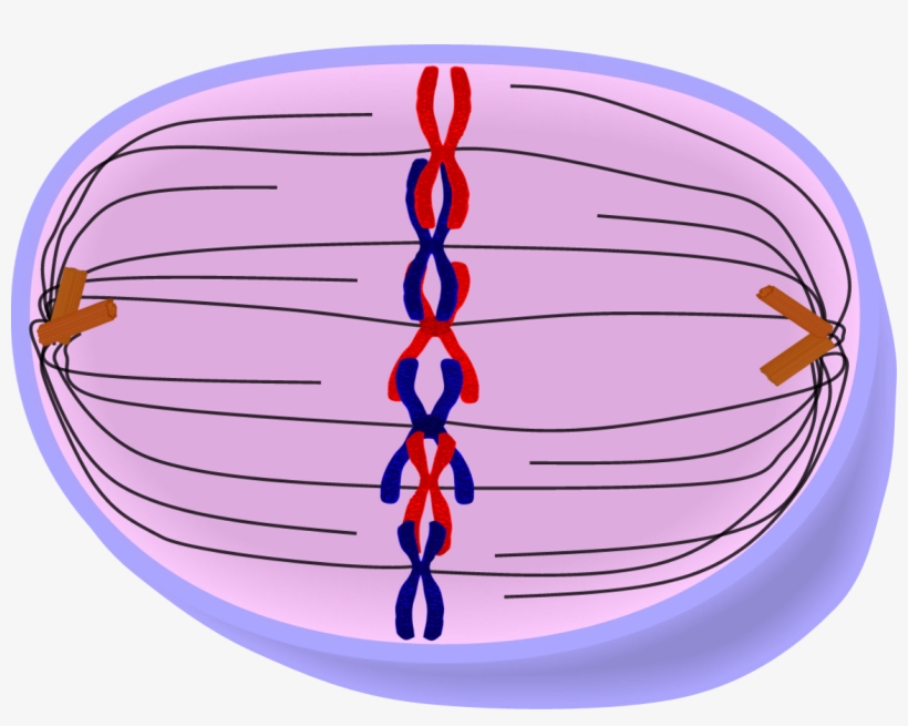 Download Png Library Edupic Cell Drawings - Cell Metaphase ...