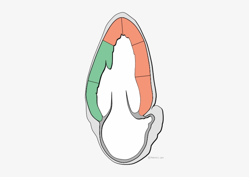 An Apical Two Chamber View Of The Heart - 2 Chamber Heart Cs PNG Image ...