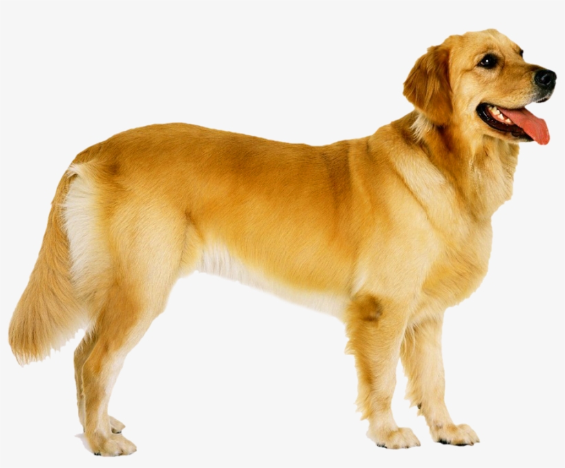 Download Dog Png Image - Goldendoodle Golden Retriever Puppies ...