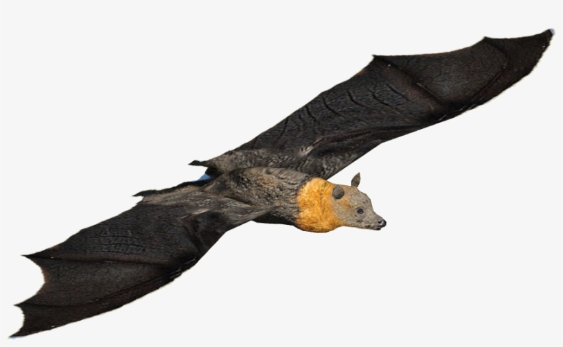 Grey-headed Flying Fox - Grey Headed Flying Fox Png PNG Image ...