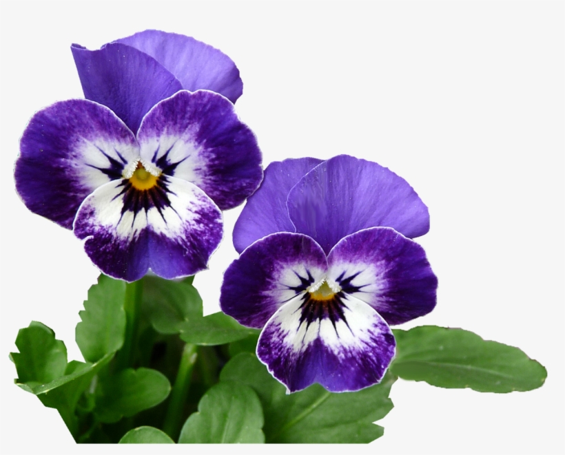 Pansy PNG Image | Transparent PNG Free Download on SeekPNG