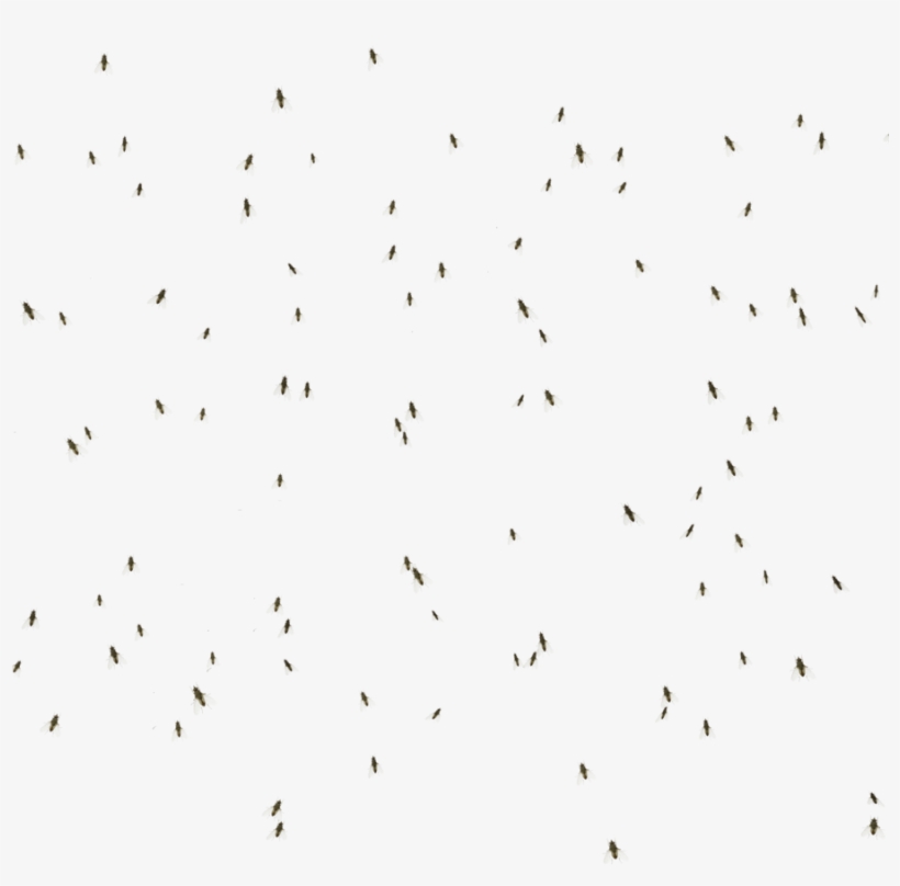 15 Flying Rocks Png For Free On Mbtskoudsalg - Flock PNG Image ...