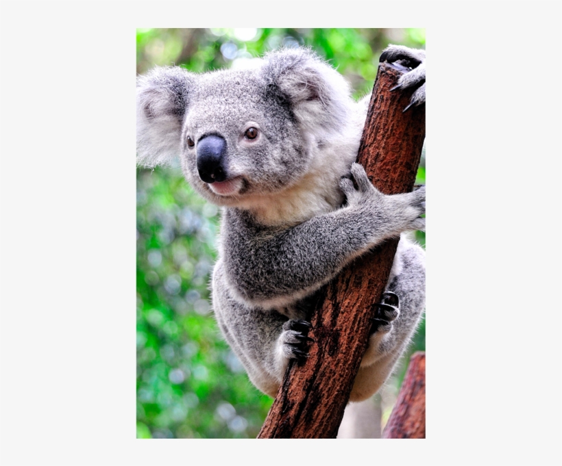 Koala On Tree PNG Image | Transparent PNG Free Download on SeekPNG