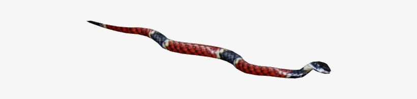 Painted Coral Snake - Sonoran Coral Snake PNG Image | Transparent PNG ...