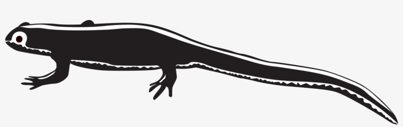 Open - Vector Newt PNG Image | Transparent PNG Free Download on SeekPNG