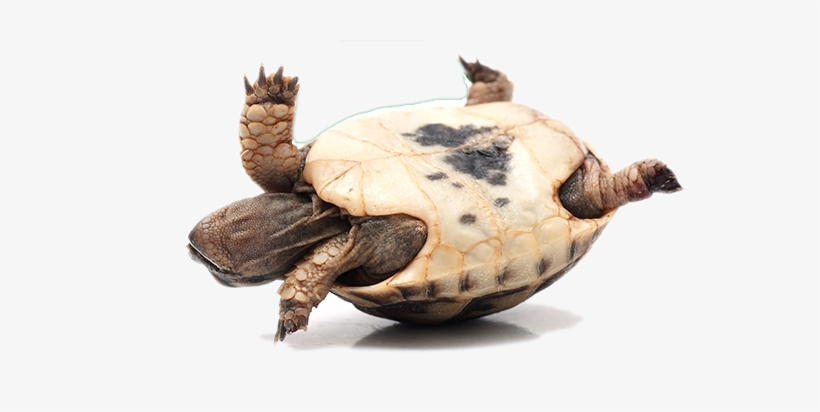 Turtle Upside Down PNG Image | Transparent PNG Free Download on SeekPNG