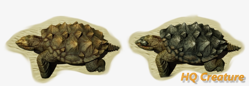 4 - Tortoise PNG Image | Transparent PNG Free Download on SeekPNG