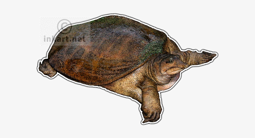 Florida Softshell Turtle Decal - Florida Softshell Turtle Wall Clock ...