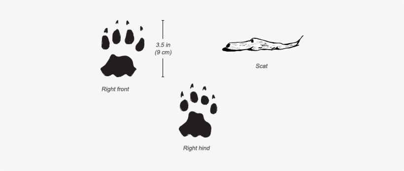 Cheetah Tracks - Diagram PNG Image | Transparent PNG Free Download on ...