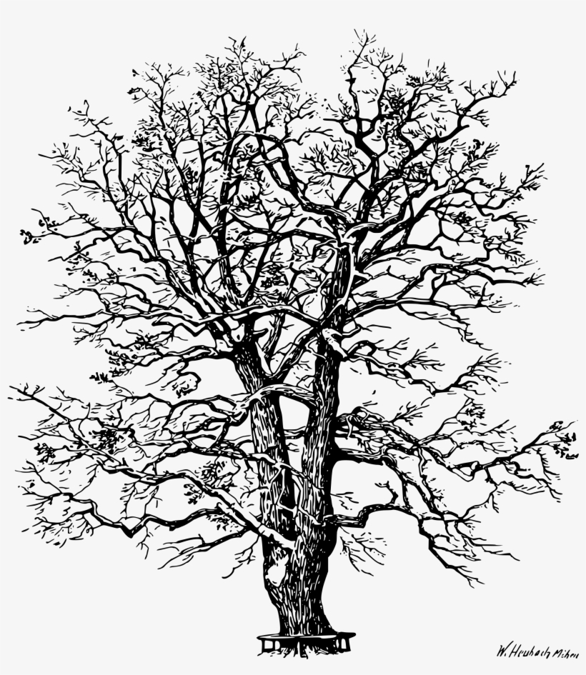 Open - Plane-tree Family PNG Image | Transparent PNG Free Download on ...
