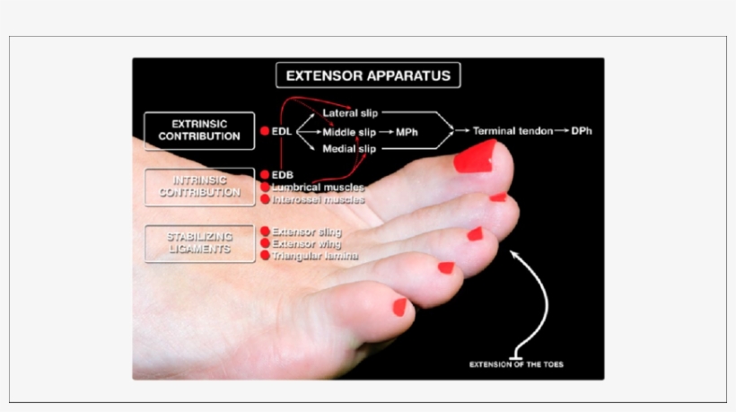 Extension Of The Toes Is The Result Of The Combined - Extensor ...
