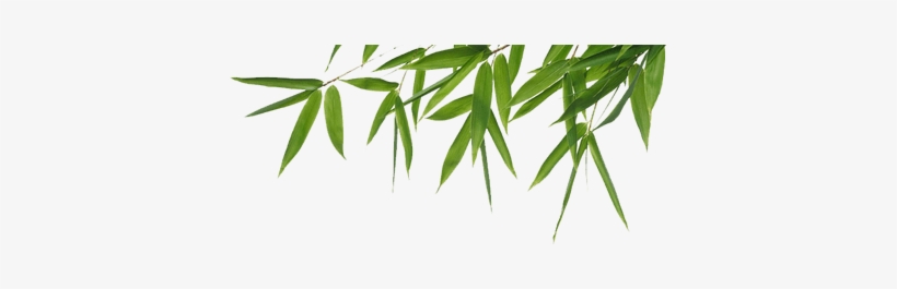 Bamboo Header Transparent Png - Png Transparent Bamboo Png PNG Image ...