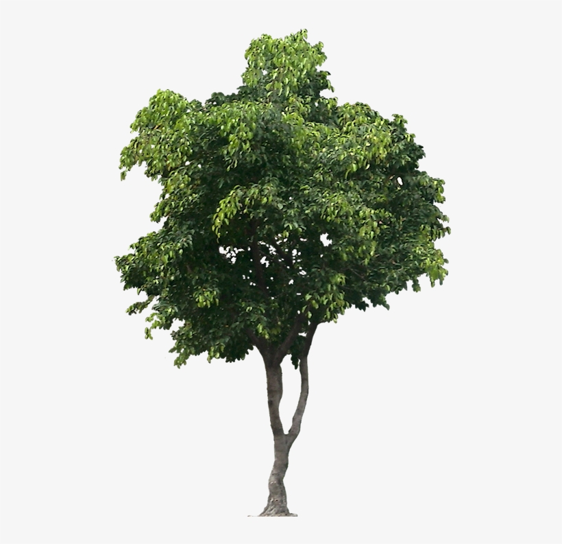 Plants, Trees To Plant, Tree Cut Out, Tropical, Image, - Tree Png For ...