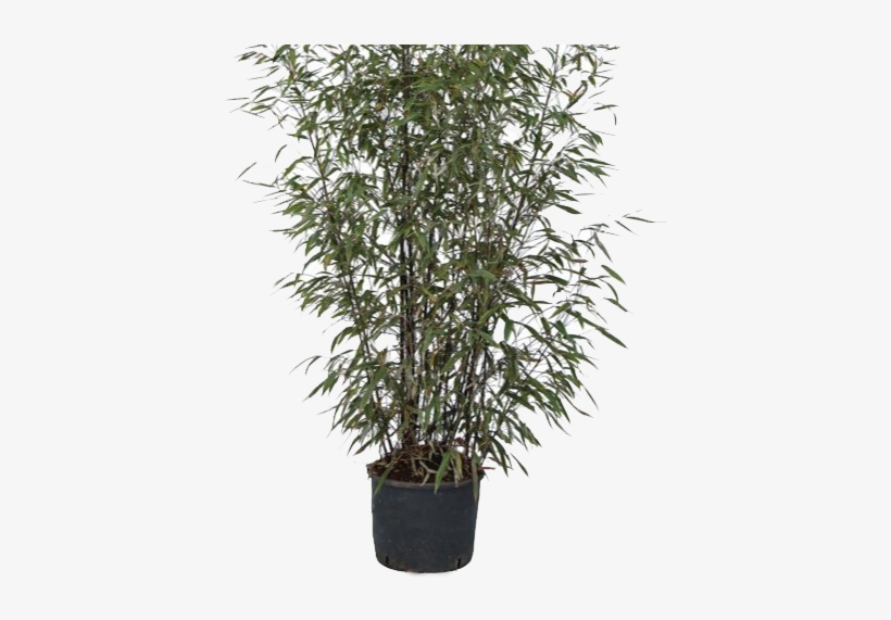 Thumb 1 Thumb 1 - Homebase Black Bamboo - 10l PNG Image | Transparent ...