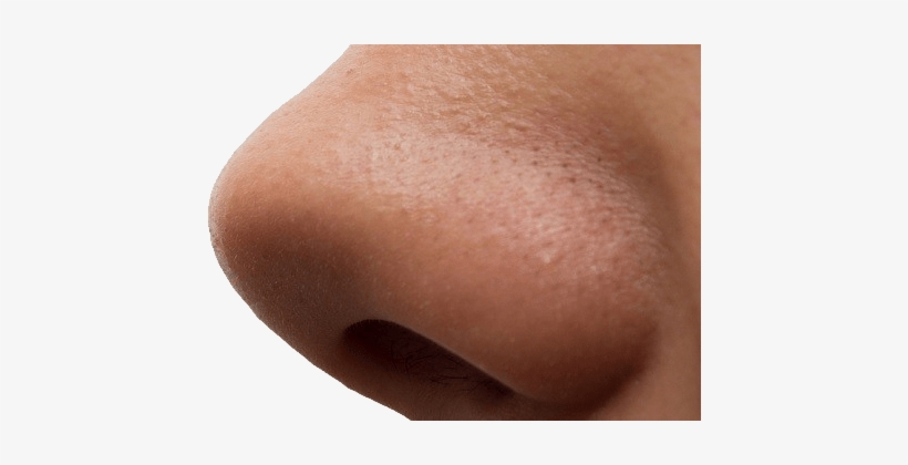 Organs - Nose PNG Image | Transparent PNG Free Download on SeekPNG