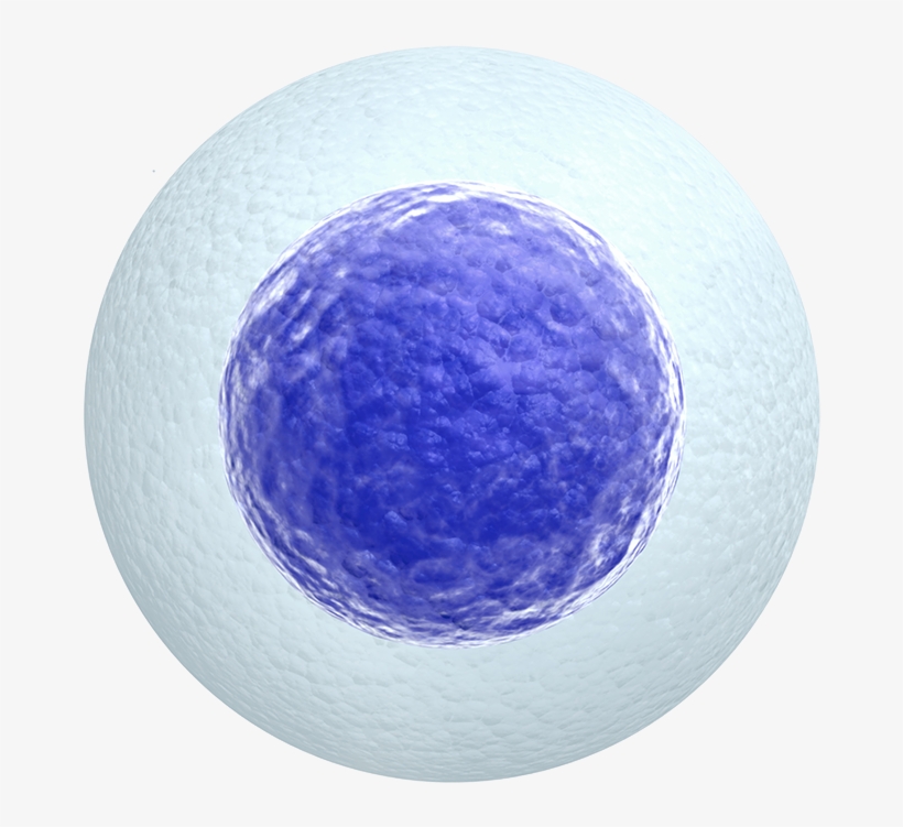Oasis Diagnostics® Corporation - Human Cell Transparent Background PNG ...