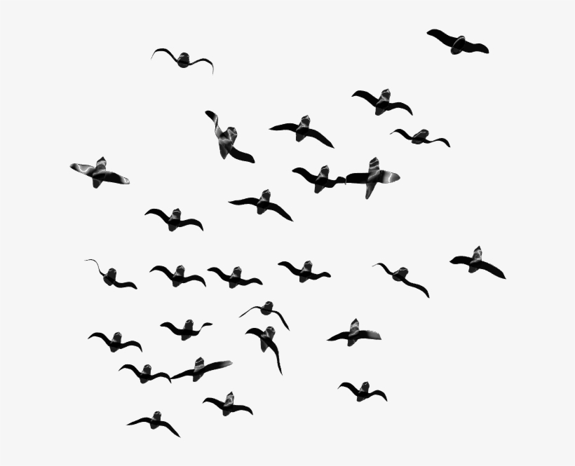 Download Birds Flying Png - Flock Of Birds Png | Transparent PNG Download | SeekPNG